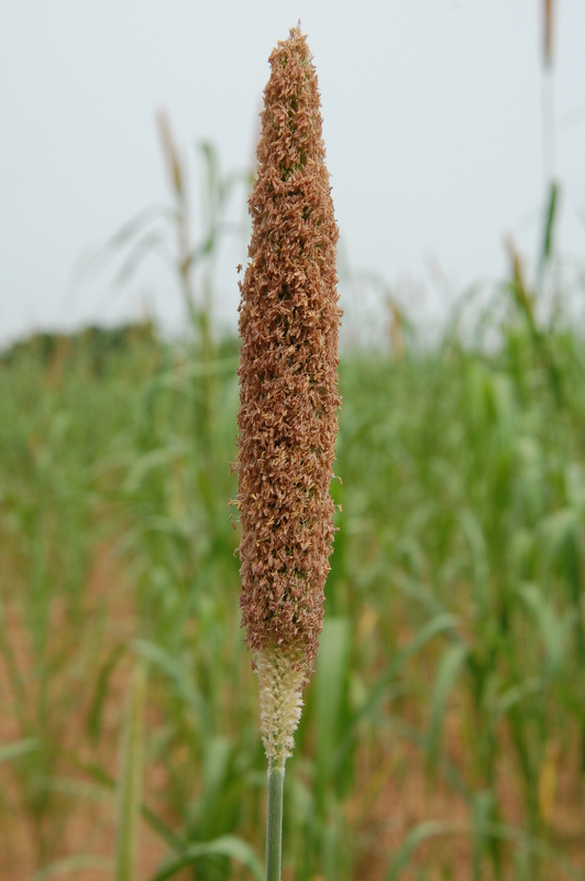Mijo Perla - Agronomía Campos Verdes